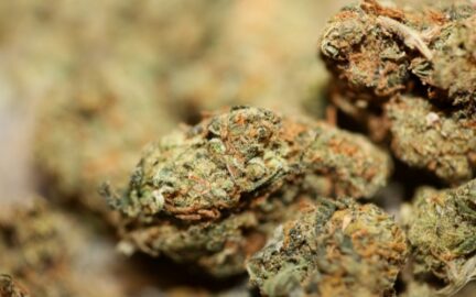 Everything You Need to Know About the Gumbo Strain