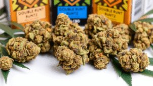 Why Double Runtz Strain Is Turning Heads Now