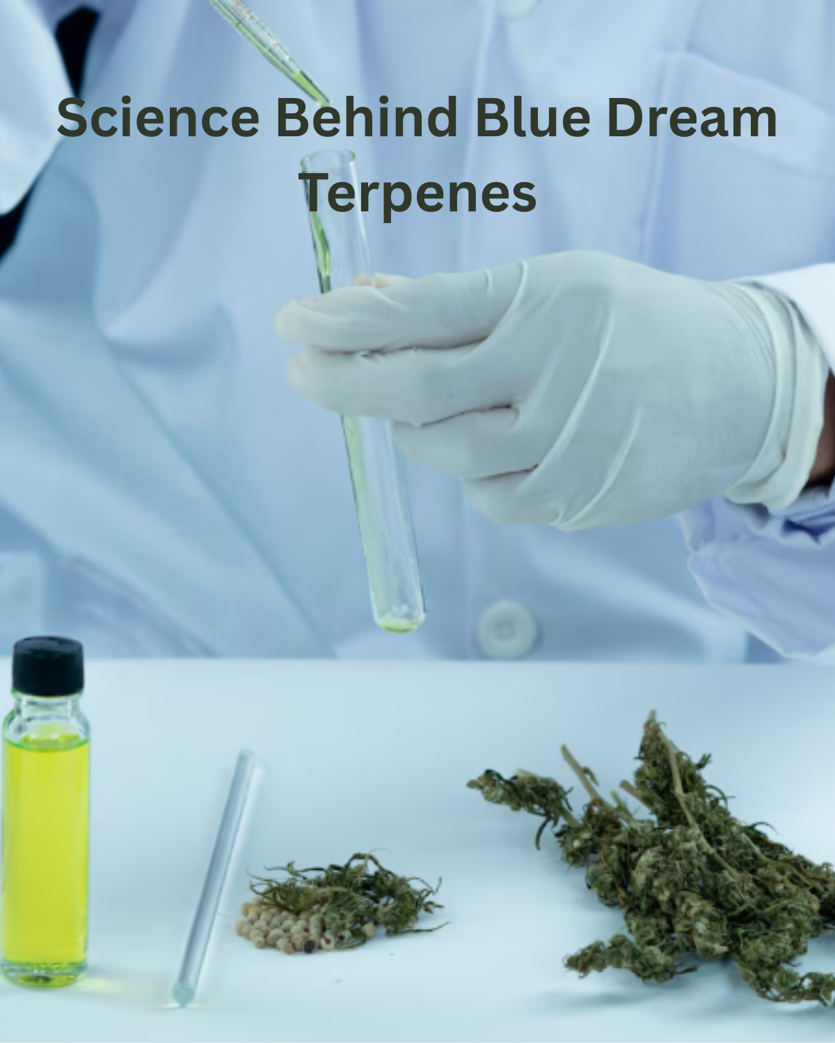 Blue Dream Bud Strain: Balanced High & Sweet Berry Flavor- Jolly Green Life