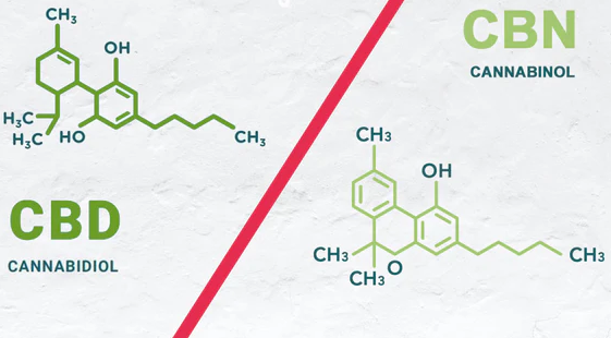 CBD vs CBN: Key Differences and Benefits You Should Know- Jolly Green Life