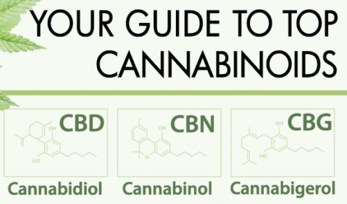 CBD vs CBN: Key Differences and Benefits You Should Know- Jolly Green Life