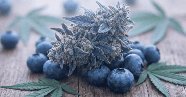 Blueberry Dream Strain (Effects, Medical Uses, & THC) - Jolly Green Life