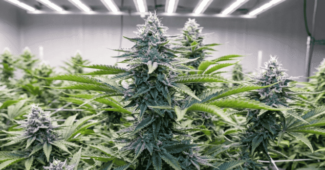 Blueberry Dream Strain (Effects, Medical Uses, & THC) - Jolly Green Life